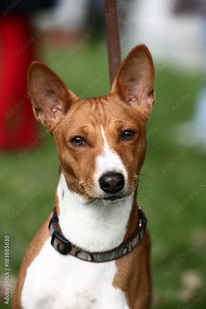 Basenji Red