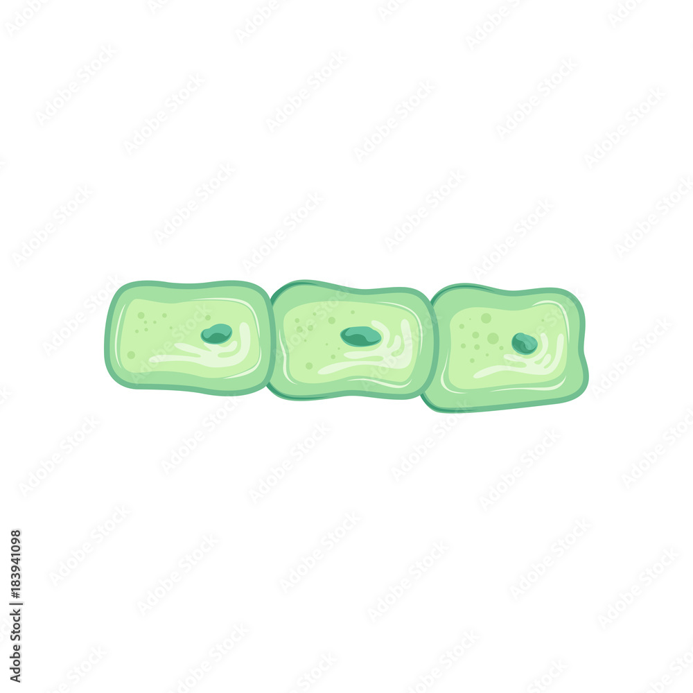 Chain of green cells under microscope with single nucleus. Microbiology ...