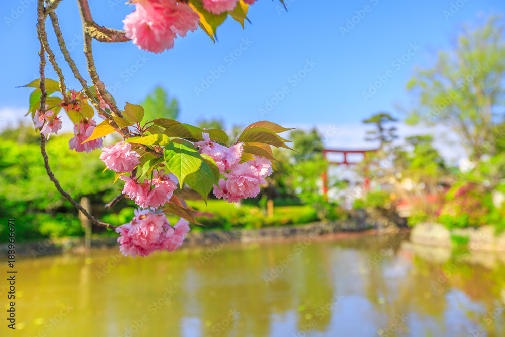 Details of cherry blossom on foreground over small lakes called Genpei ...