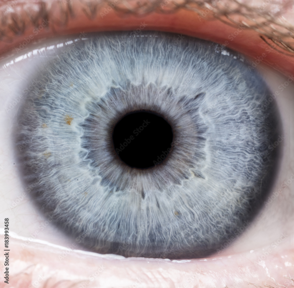 Macro photo of human eye, iris, pupil, eye lashes, eye lids. Stock ...