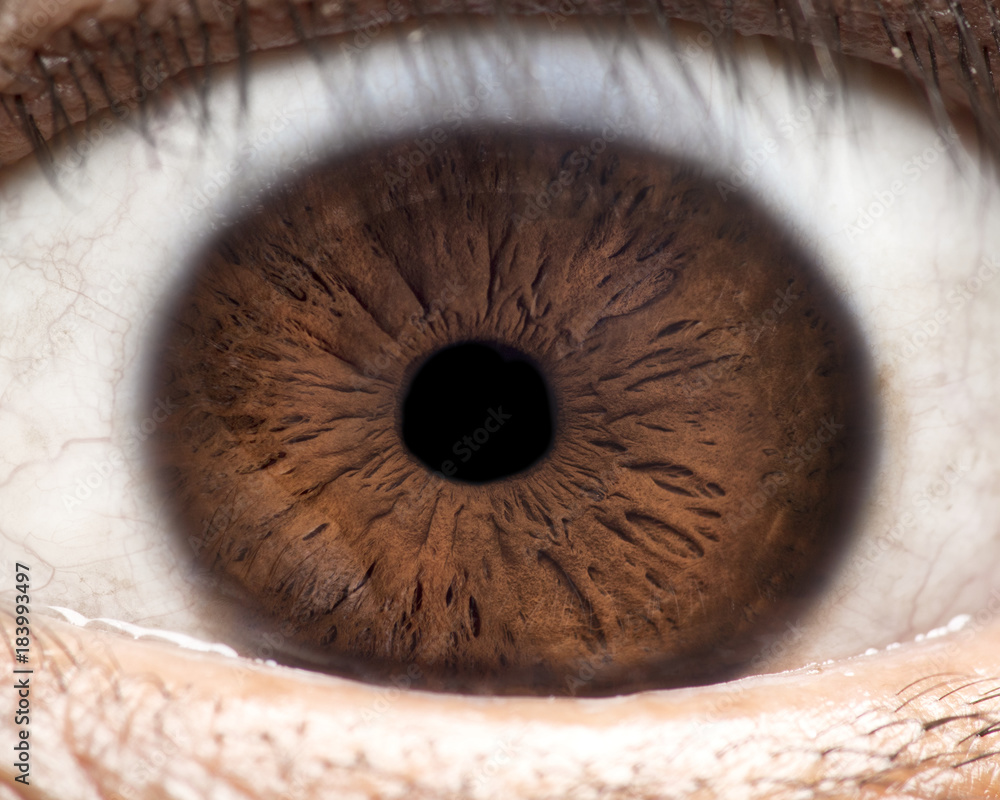 Macro photo of human eye, iris, pupil, eye lashes, eye lids. Stock ...