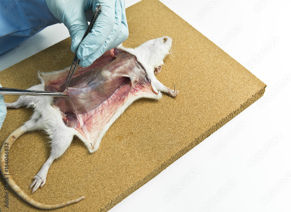 Rat anatomy on the dissection tray Stock Photo | Adobe Stock