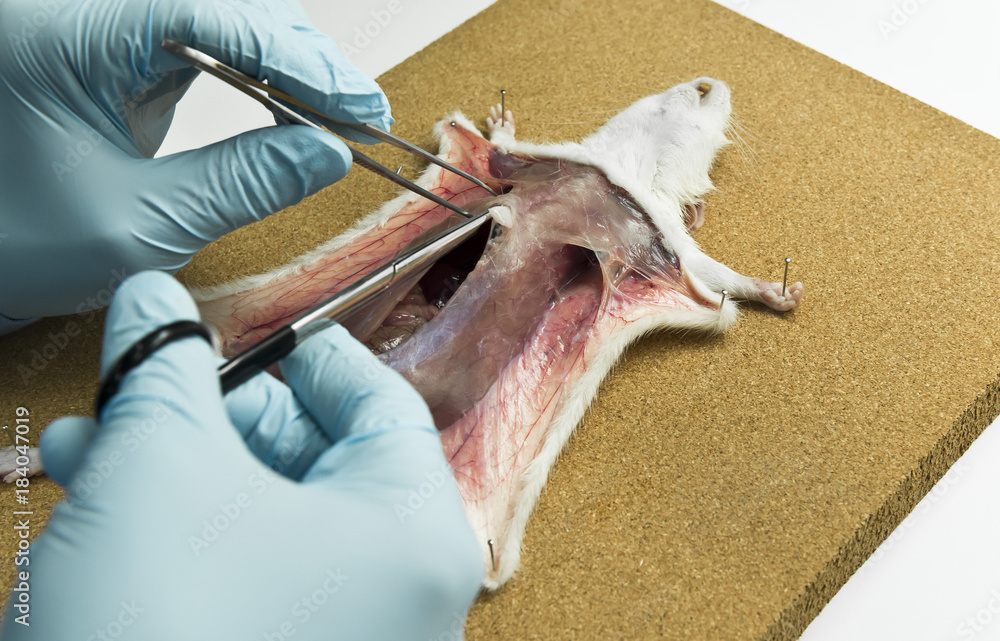 Rat anatomy on the dissection tray Stock Photo | Adobe Stock
