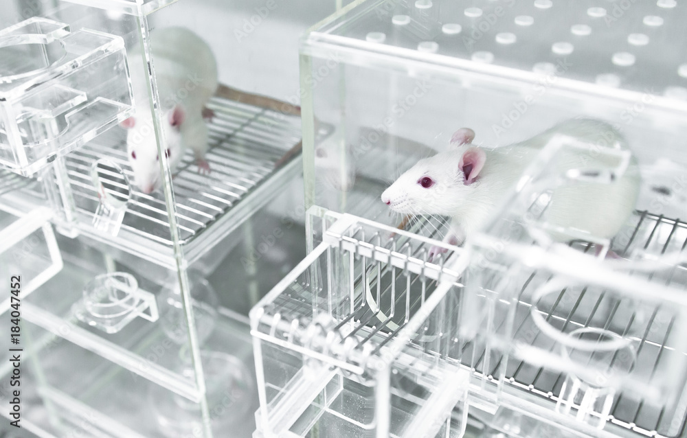 Animal experiments for urine collection using white rats in metabolic ...