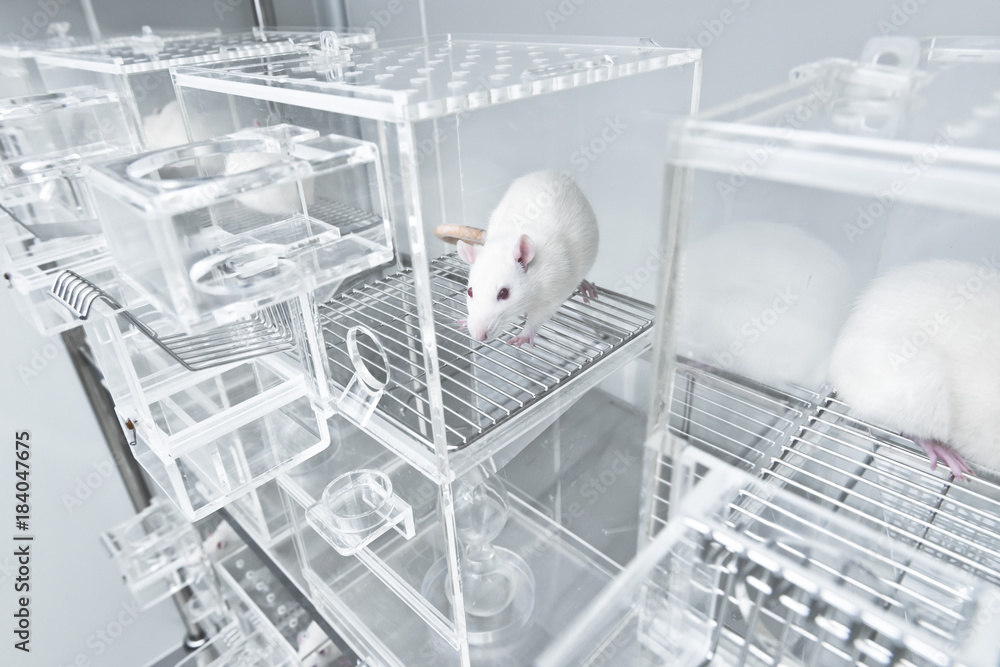 Animal experiments for urine collection using white rats in metabolic ...