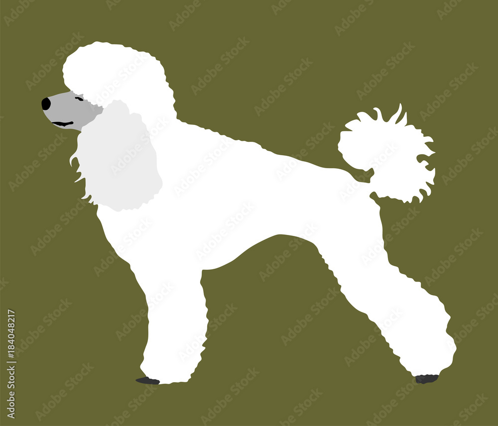 Toy Poodle vector. Portrait of Royal Poodle vector illustration ...