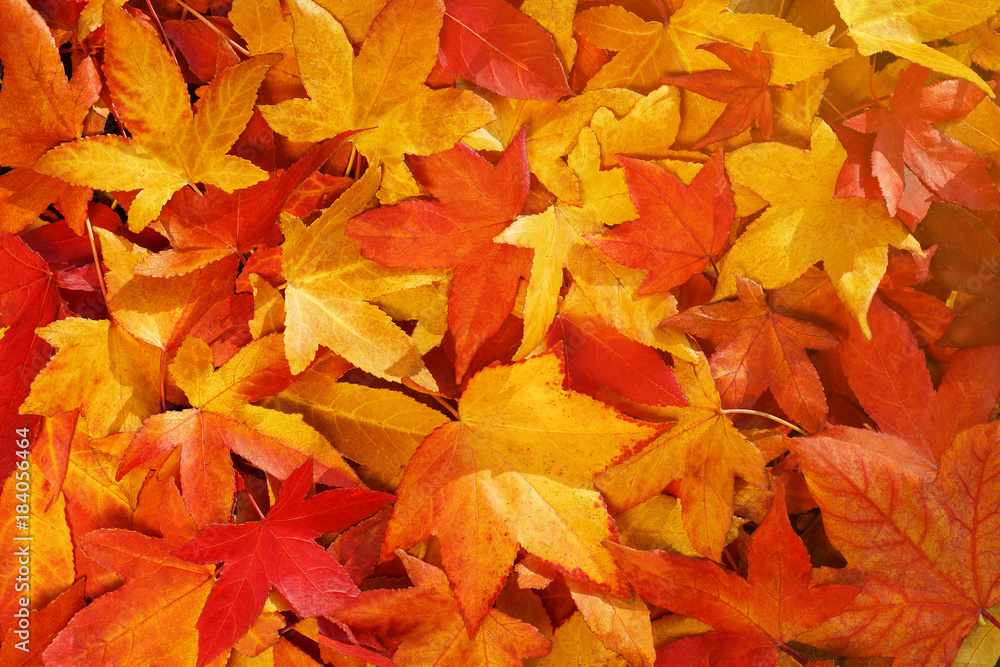 Warm Fall Day Background