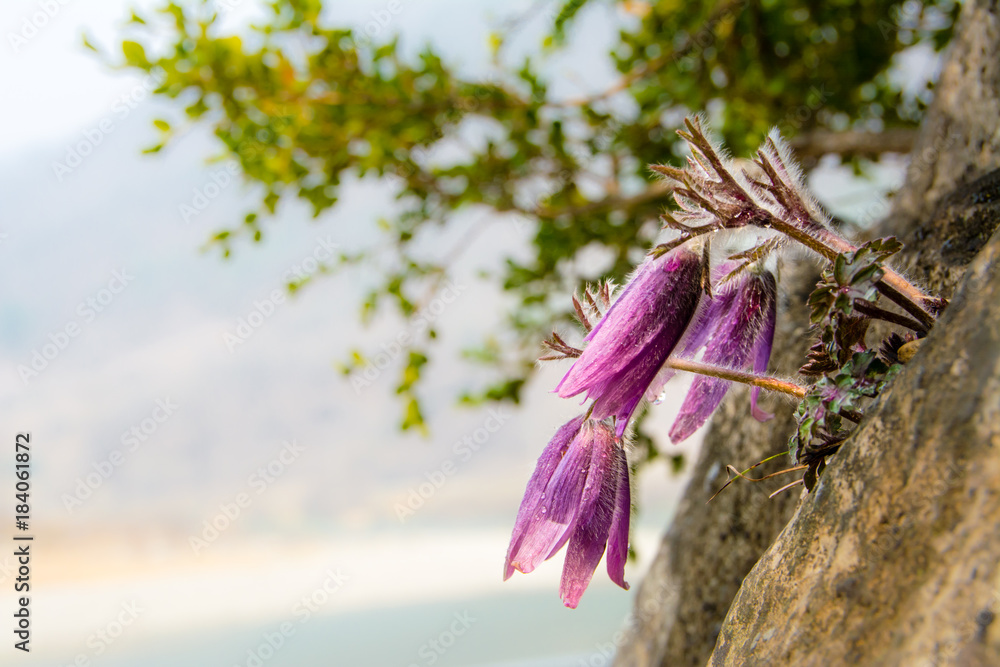 Donggang pasque-flower is an endemic species of South Korea and is ...