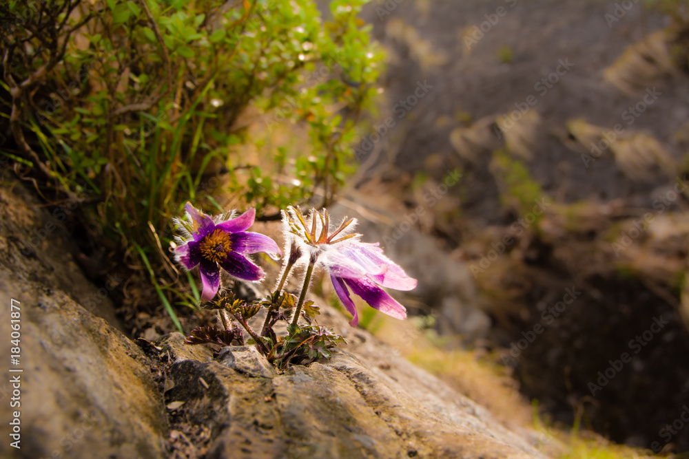Donggang pasque-flower is an endemic species of South Korea and is ...