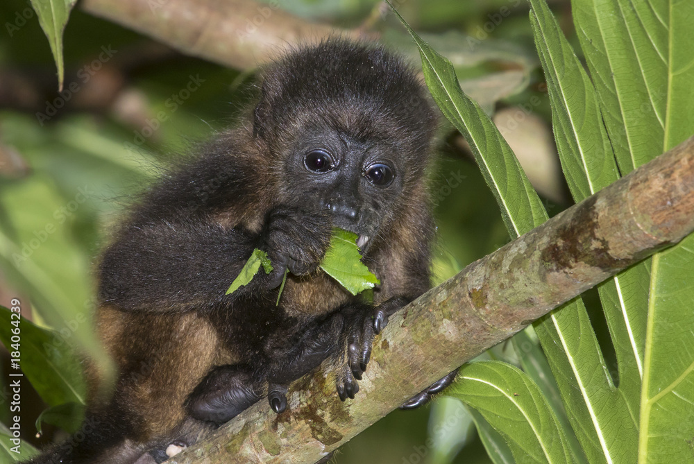 Baby montled howler monkey (Alouatta palliata) eating tree leaves in ...
