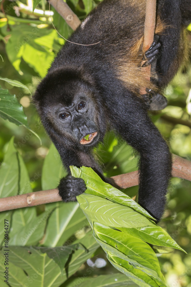 Mantled howler monkey (Alouatta palliata) eating tree leaves in ...