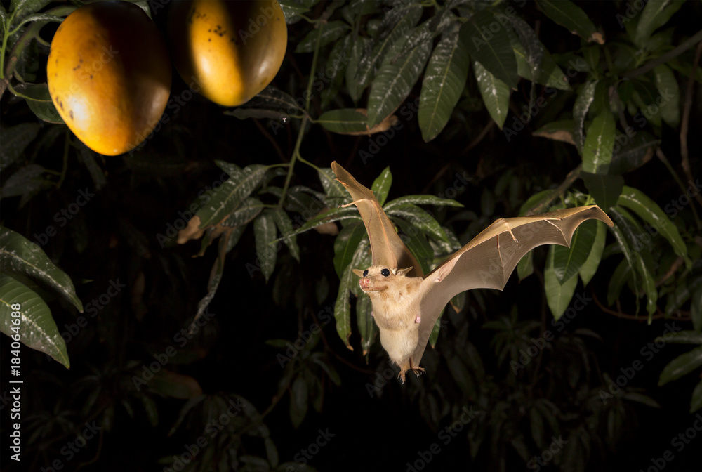 Gambian epauletted fruit bat (Epomophorus gambianus) flying to mango ...