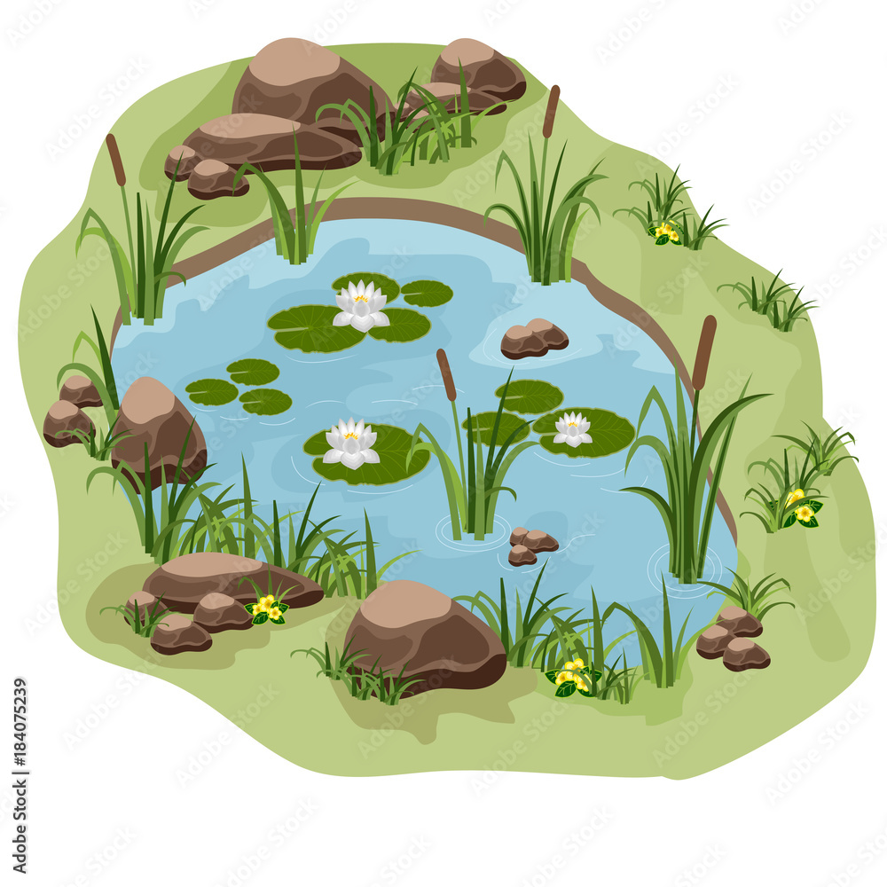 Cartoon pond with water lilies, reeds and stones. Stock Vector | Adobe ...