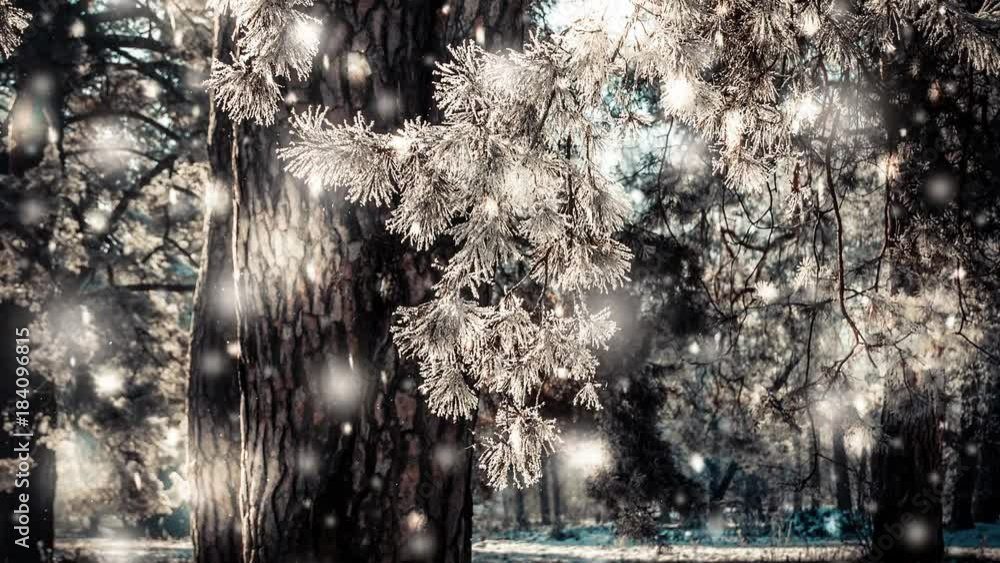 Winter park on sunny day. Trees covered with snow on cold day. Natural ...