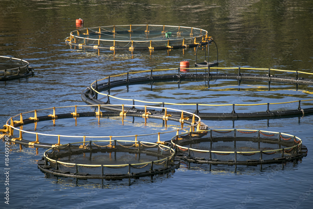 Rounded cages for breeding of sea bream and sea bass on fish farming in ...