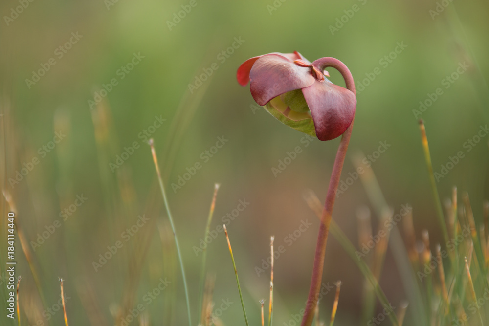 Sarracenia purpurea, commonly known as the northern pitcher plant ...