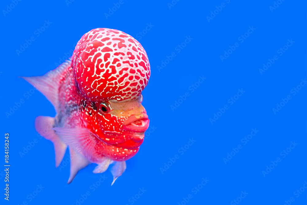 Flowerhorn Cichlid fish on blue background Stock Photo | Adobe Stock