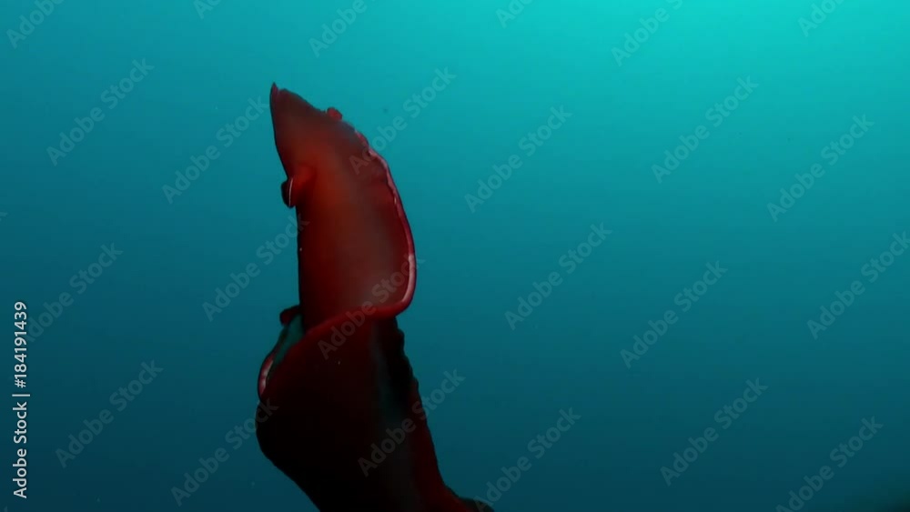 Red nudibranch sea slug Spanish Dancer Hexabranchus sanguineus ...