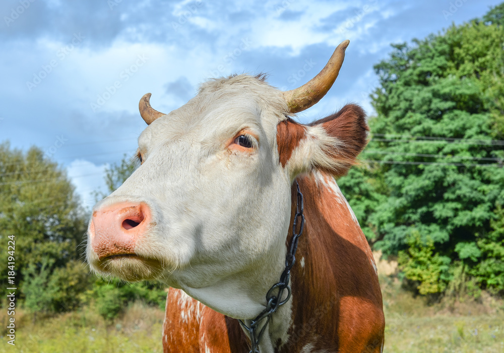 Surprised Cow