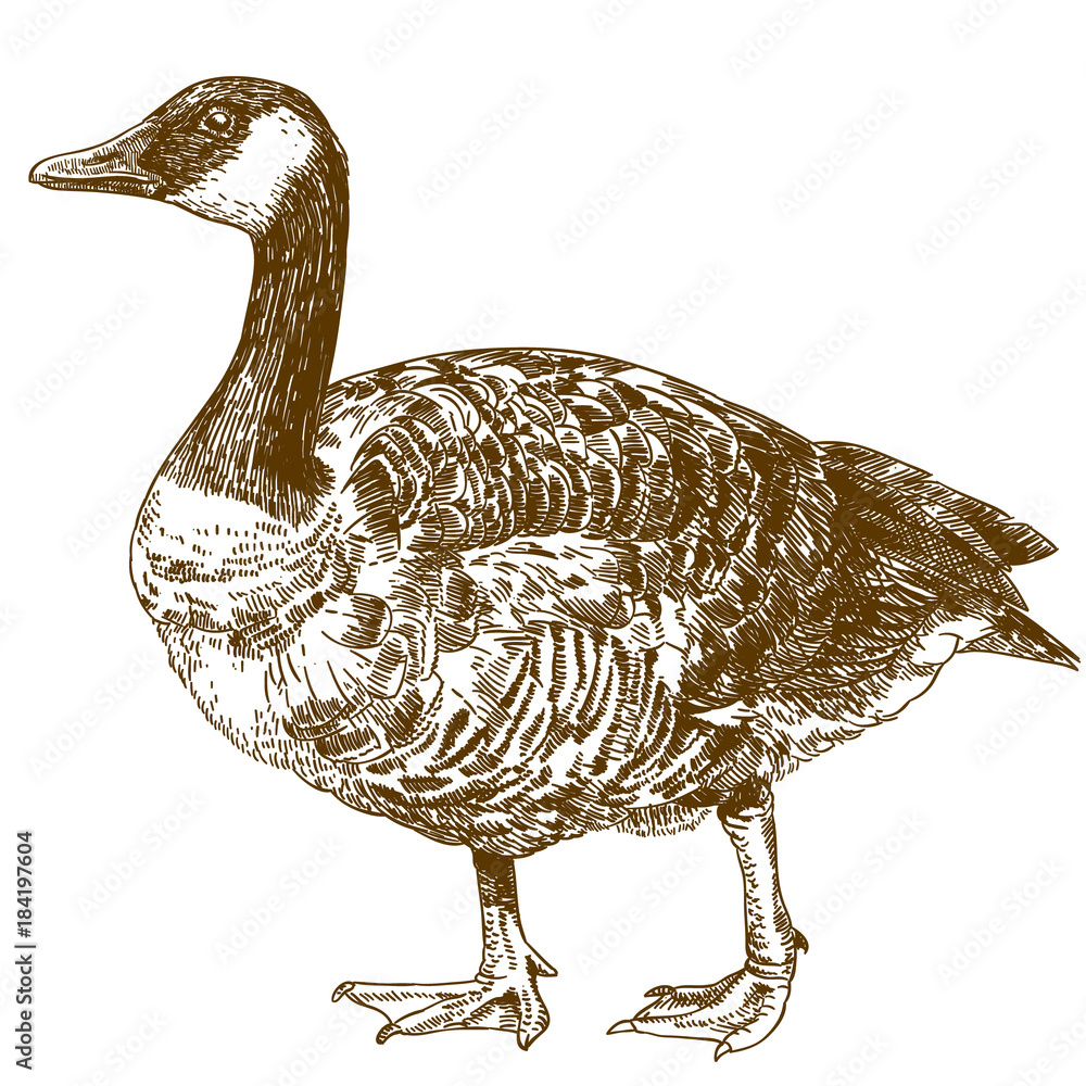 engraving drawing illustration of canada goose Stock Vector | Adobe Stock