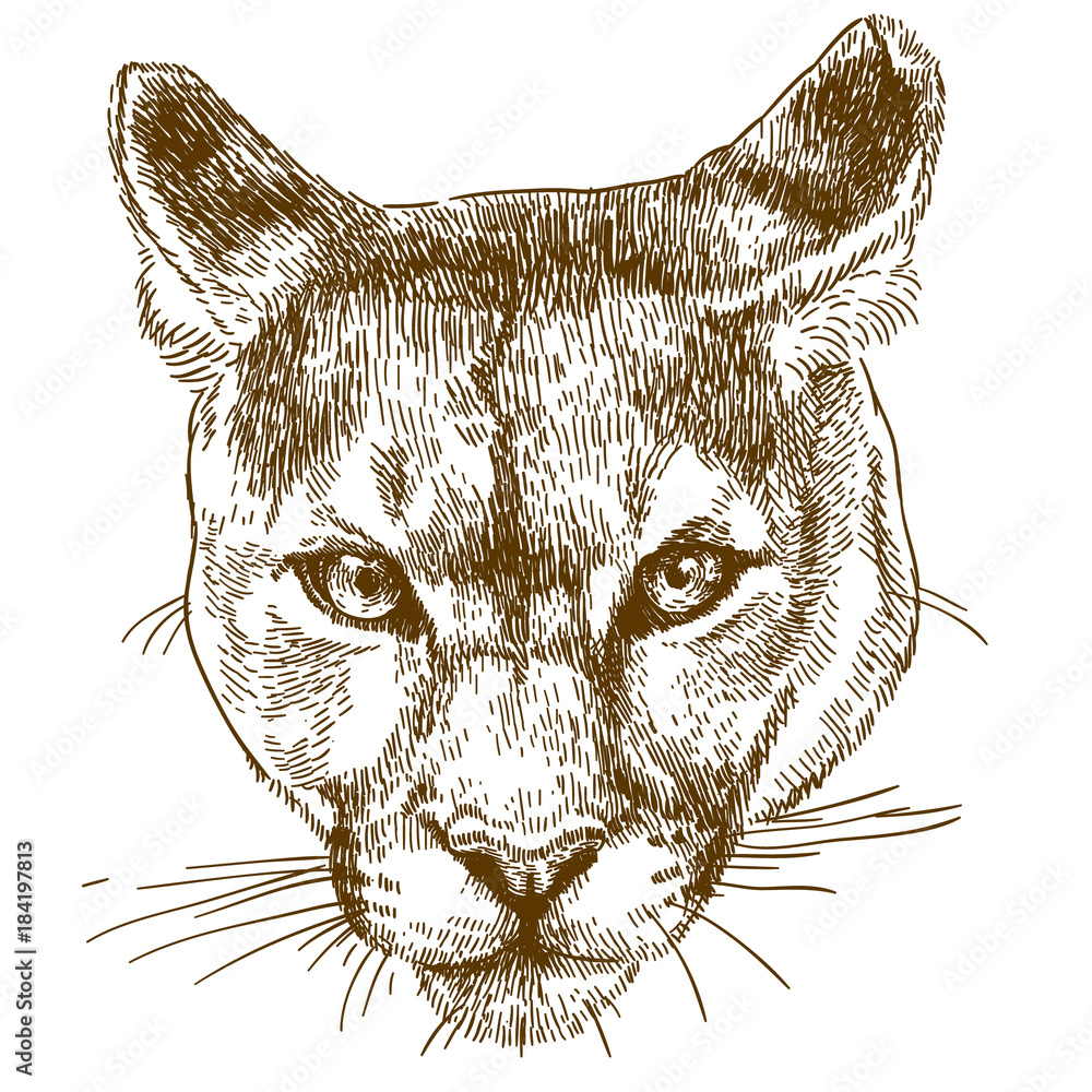 Cougar Tegning Vintage Cougars Tegninger Til Print