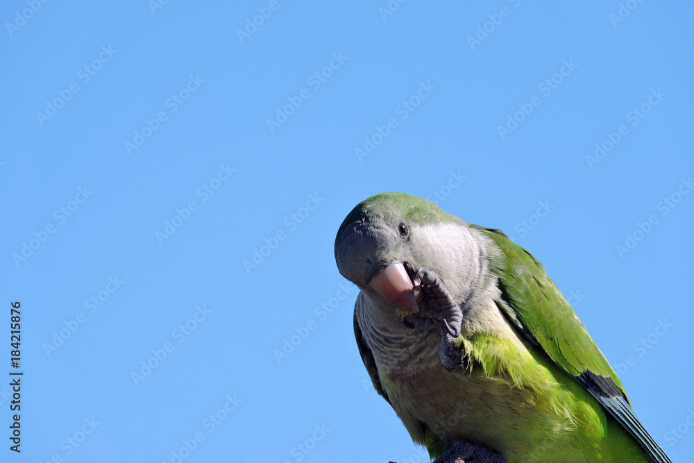 perico Stock Photo | Adobe Stock