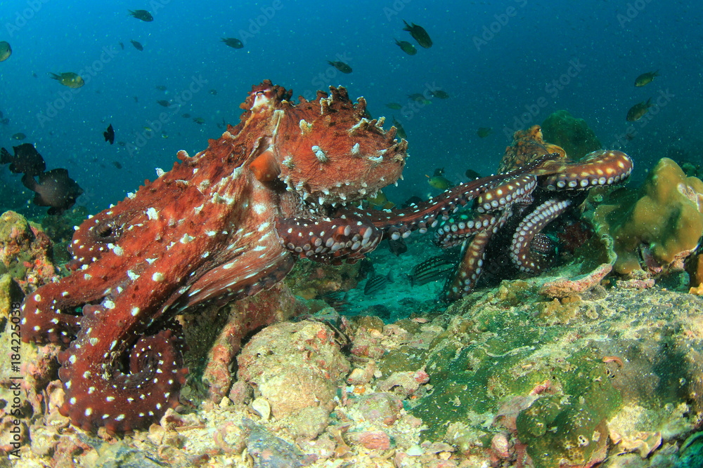 Pair Octopus mating Stock Photo | Adobe Stock