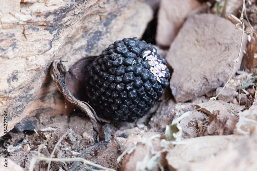 Fruits of a Voodoo lily (Sauromatum venosum) Stock Photo | Adobe Stock