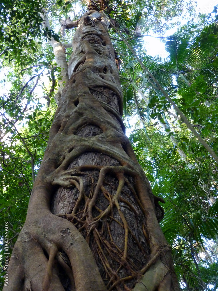 Photo & Art Print strangler fig, Christian