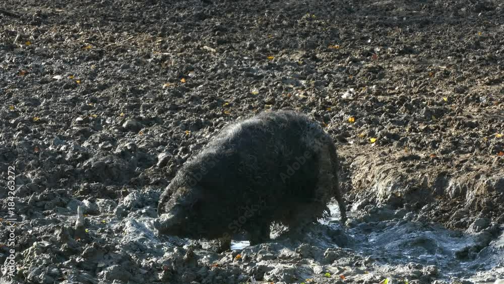 Happy pig rolling in mud. Mangalitsa - The Woolly Sheep-Pig, healthy ...