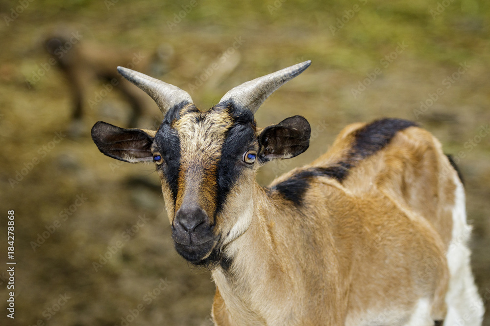 Image of a brown goat on nature background. Farm Animals. Stock Photo ...
