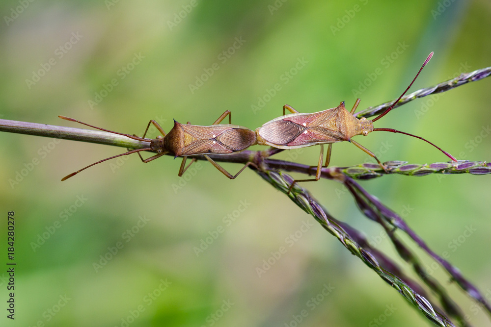 Image of Cletus rusticus Bug(Hemiptera) Mating on nature background ...