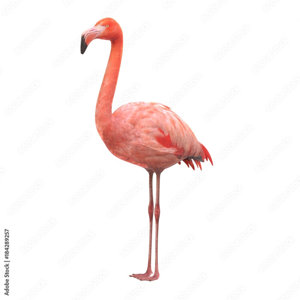realistic 3d render of american flamingo Stock Illustration | Adobe Stock