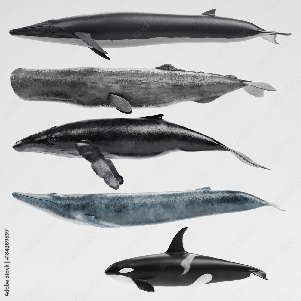 Poster Realistic 3D Render of Whales Collection – Wall Art | UkPosters
