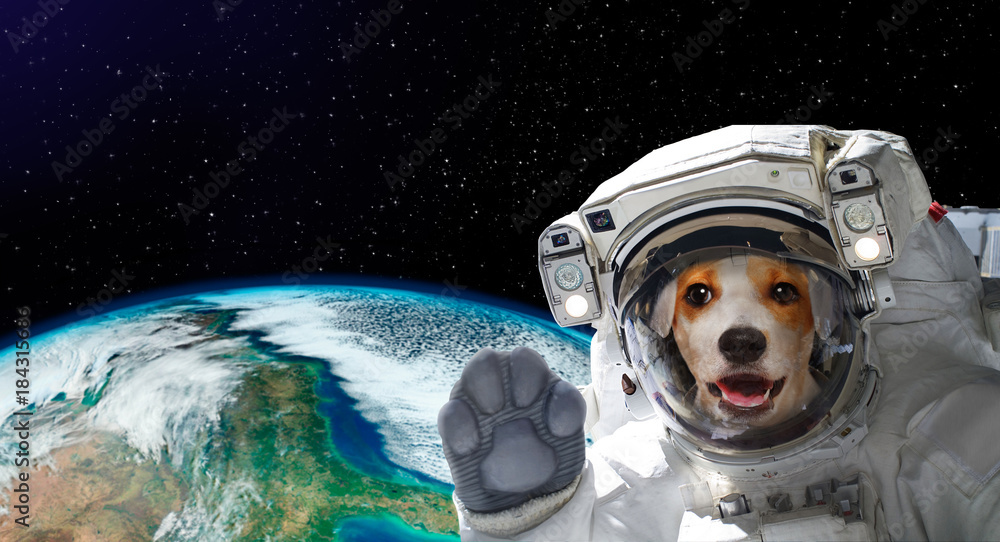 Doge Astronaut
