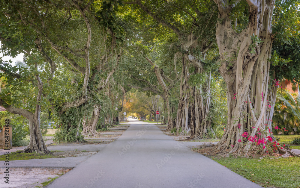 Banyan Trees Stock Photo | Adobe Stock