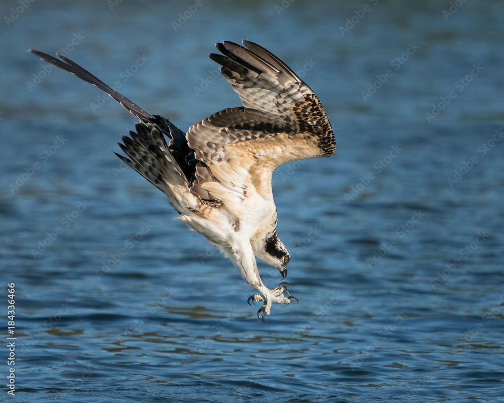 Osprey Dive IV Stock Photo | Adobe Stock
