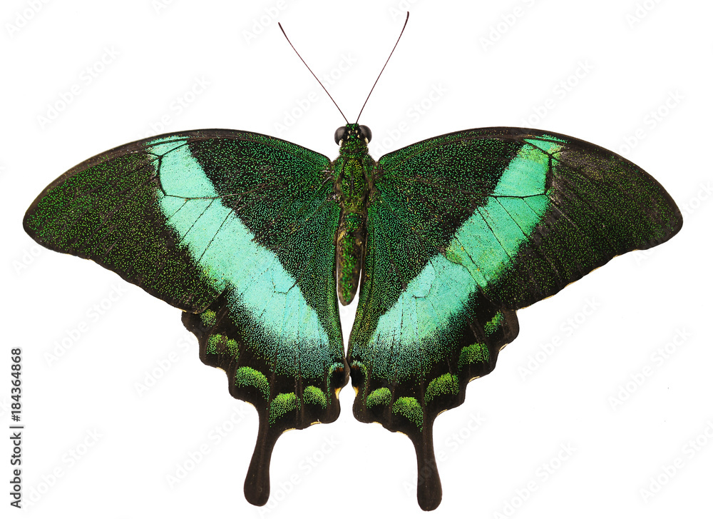 The green-banded peacock butterfly, or emerald swallowtail, Papilio ...