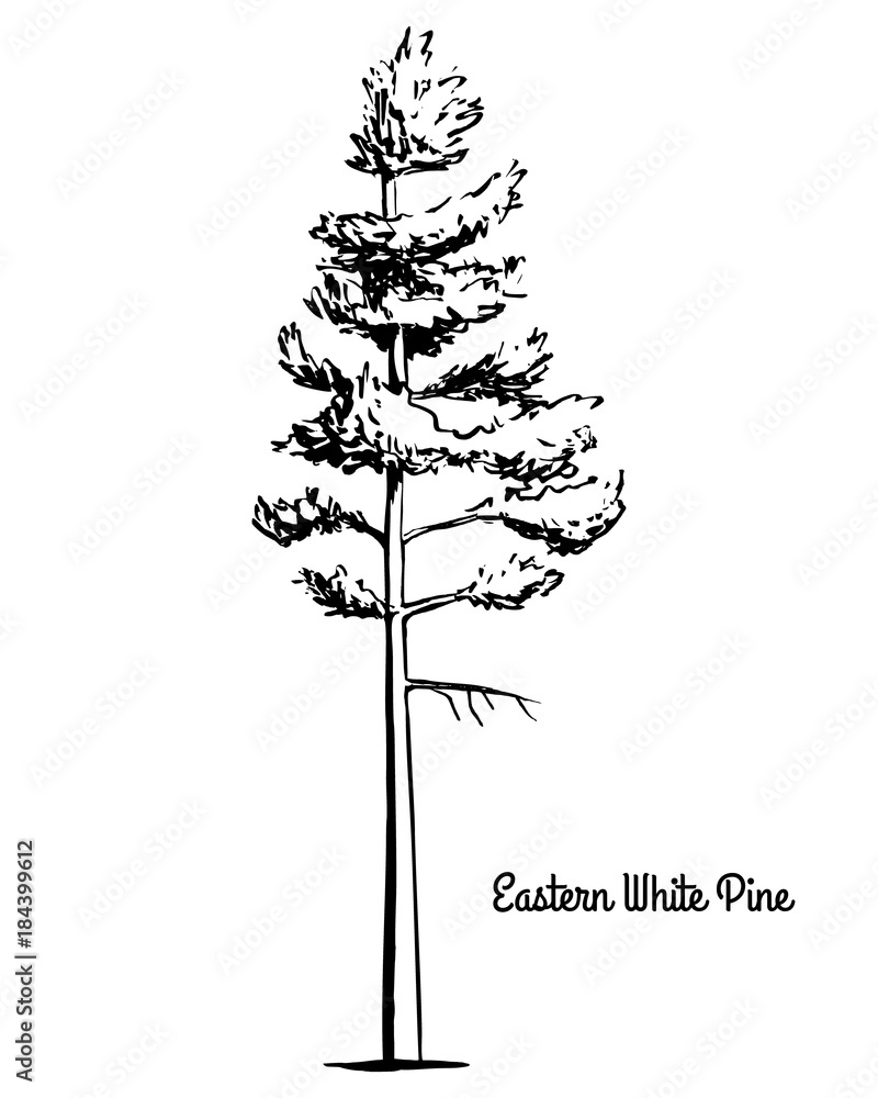 Vector sketch illustration. Black silhouette of Eastern northern white ...