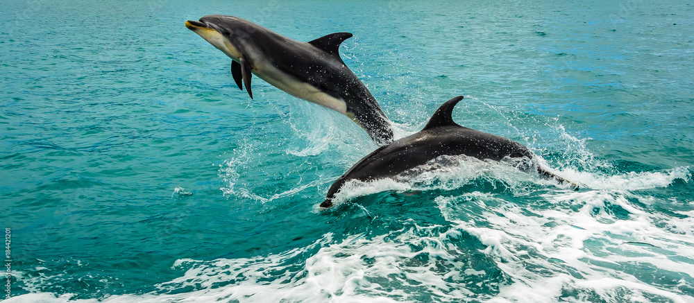 Images Of Dolphins Playing