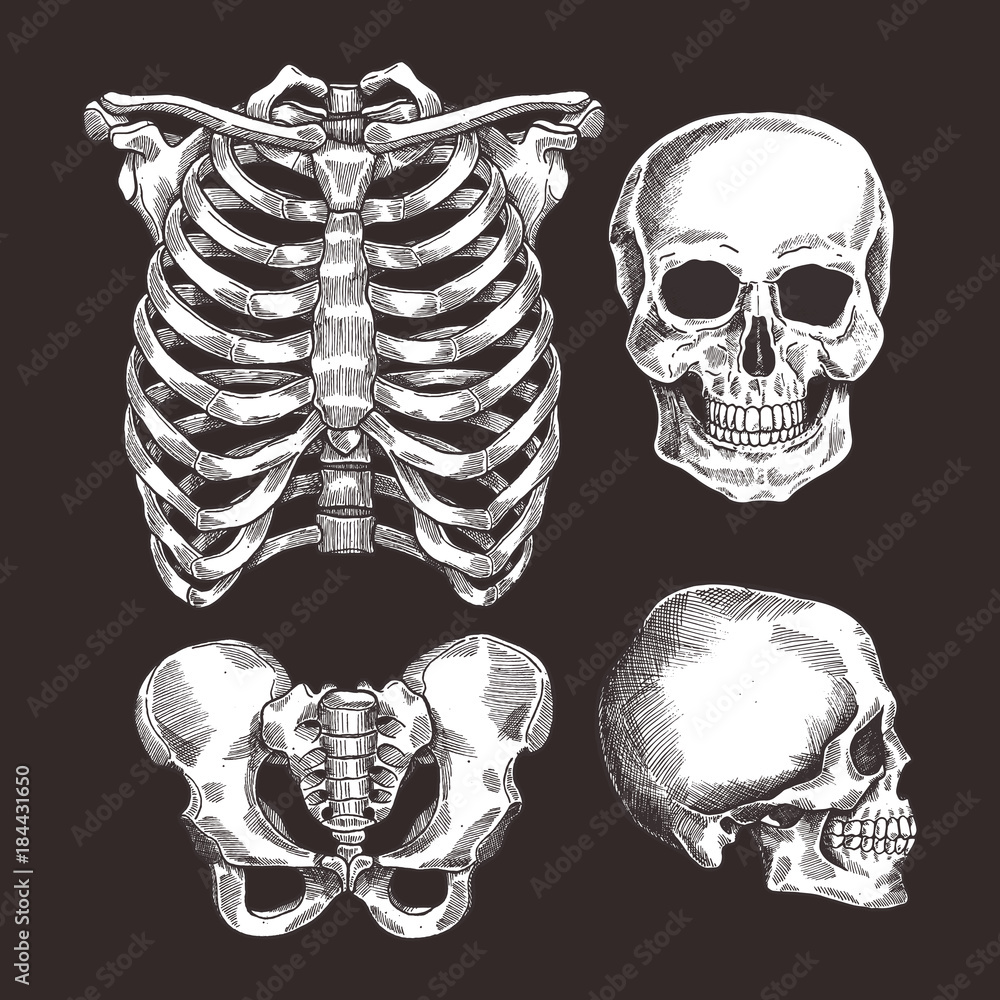 Human skeleton sketch set. Rib cage, skull. Vector illustration Stock ...
