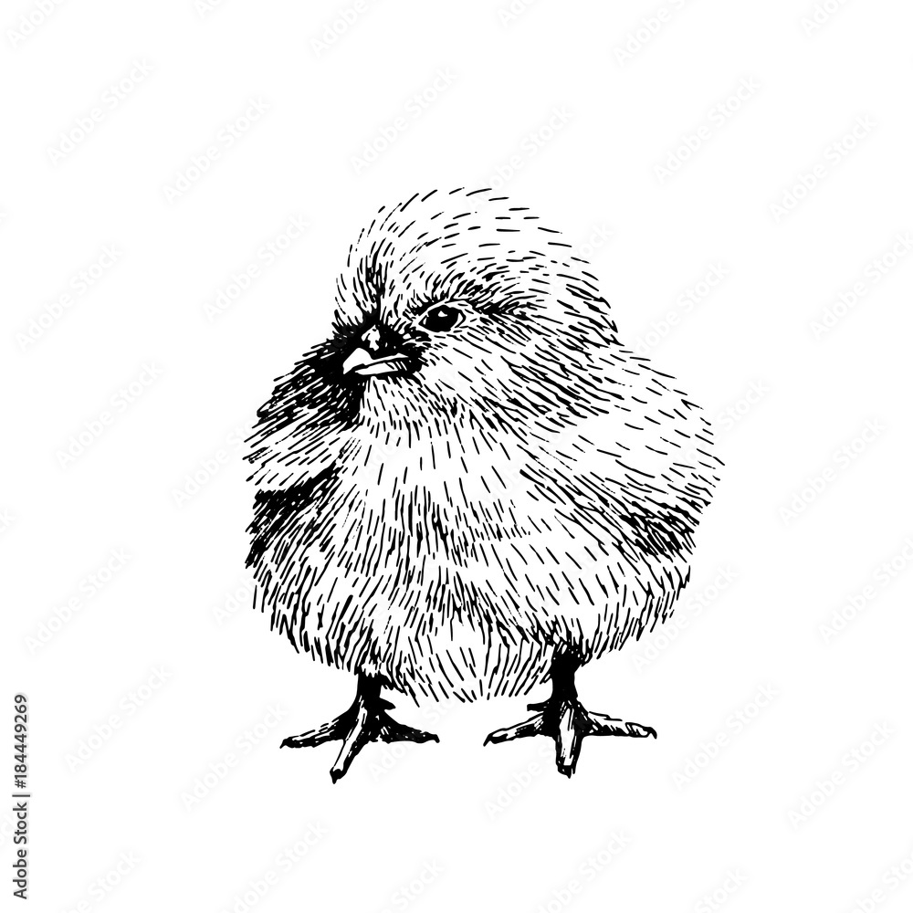 Baby farm animal. Domestic. Little cute baby chicken. Vintage style ...