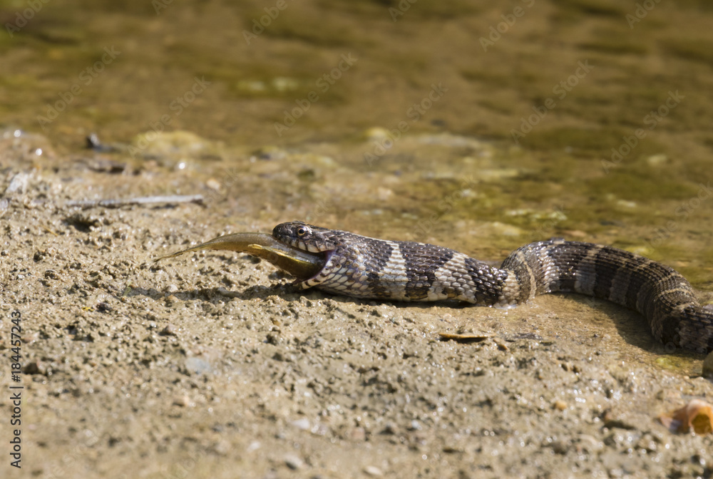Northern Water Snake Eating