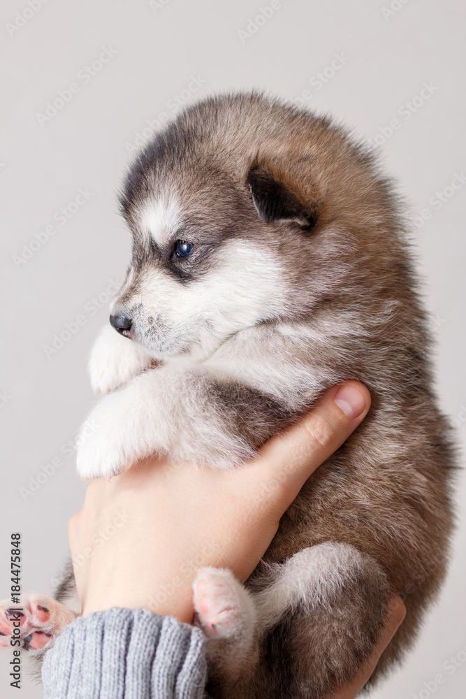 Little cute puppy of breed Alaskan Malamute in the hands of a person ...