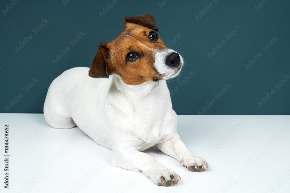 Portrait of a dog breed of Jack Russell in a black tie a dark grey ...