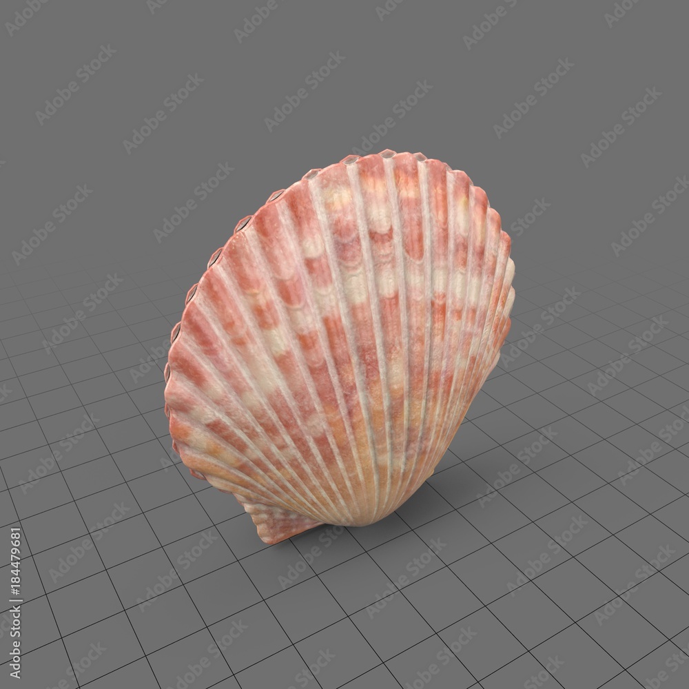 Seashell Stock 3D asset | Adobe Stock