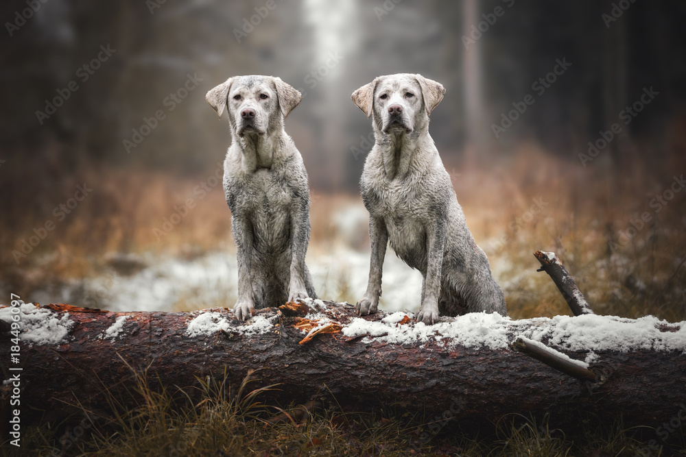 Zwei junge dreckige labrador retriever hunde welpen voller Schlamm im ...