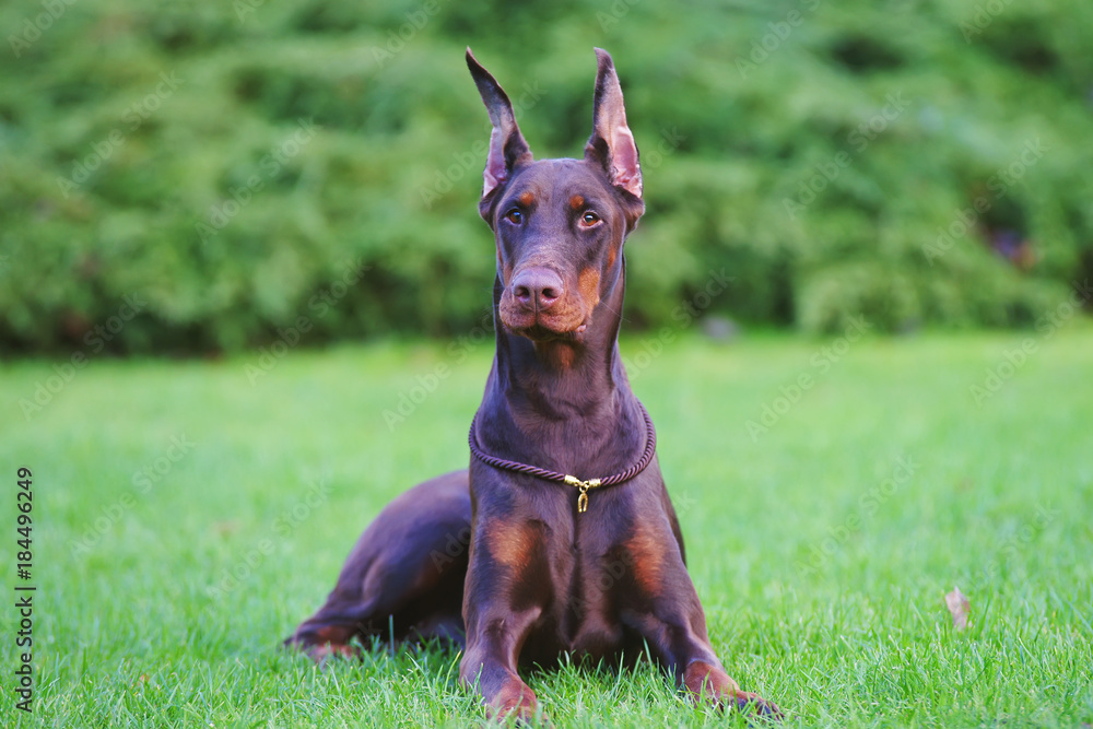Why Do They Cut Dobermans Ears
