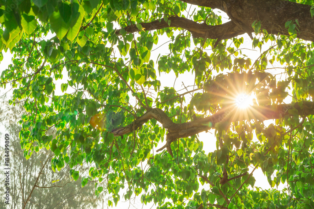 Bodhi Tree with morning sunlight pass through nature background Sacred ...