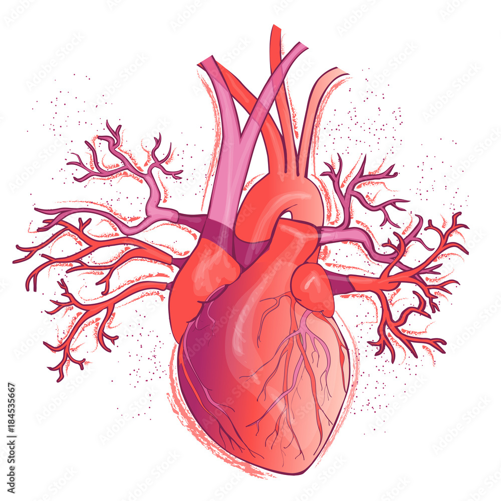 Vector realistic Human heart Stock Vector | Adobe Stock